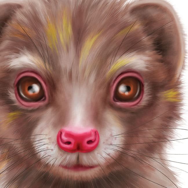 Baby Dwarf Mongoose Art Print - PencilDustStudio